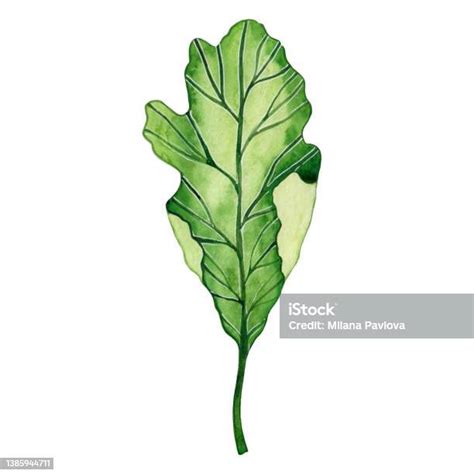 흰색 배경에 고립 된 로메인 잎의 수채화 그림 샐러드 녹색 야채 건강한 음식 농산물 건강한 생활방식에 대한 스톡 벡터 아트 및 기타 이미지 Istock