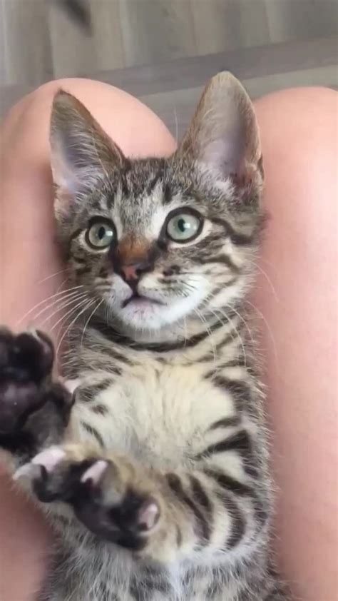 8 Week Old Kitten Vs String  On Imgur