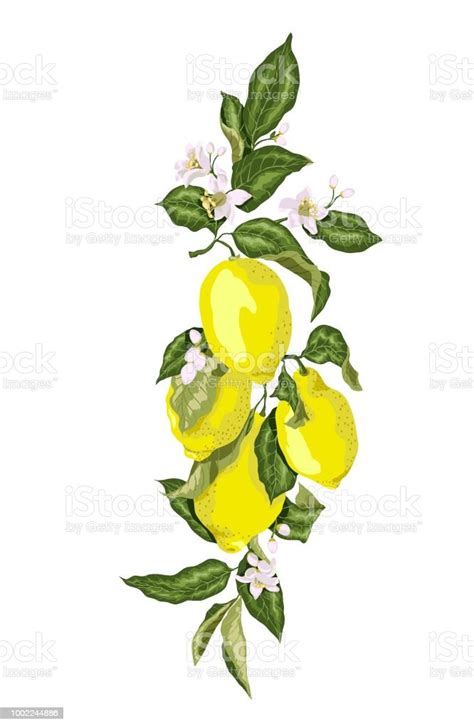 개화 꽃과 레몬과 감귤 류의 과일 분기 합니다 핑크 톤 색상의 Flowersr와 육즙 녹색 잎 0명에 대한 스톡 벡터 아트 및 기타 이미지 Istock