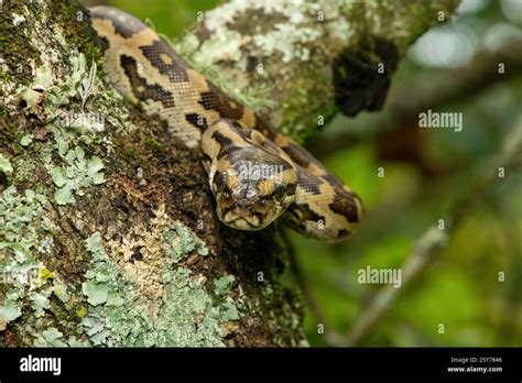 A Gorgeous Southern African Python Python Natalensis In A Tree In A Gorgeous Southern African Python Python Natalensis In A Tree In