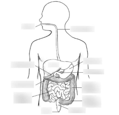 Biology Final Digestive System Diagram Diagram Quizlet