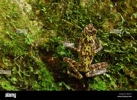 Bornean Rainbow Toad Ansonia Latidisca Male Camouflaged On Tree Trunk Species Unseen Since