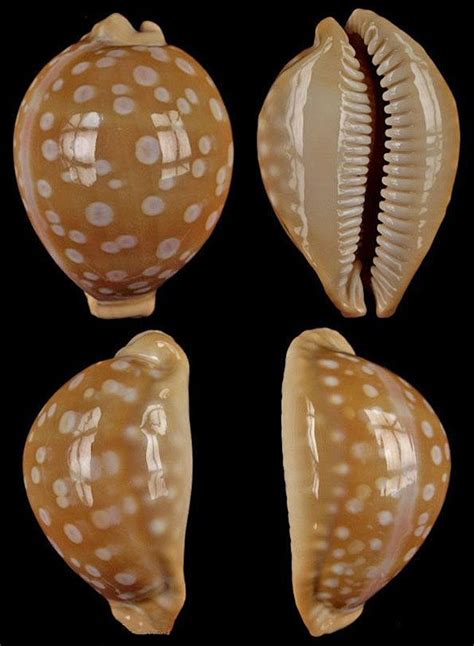 极品宝螺欣赏北坤人素材