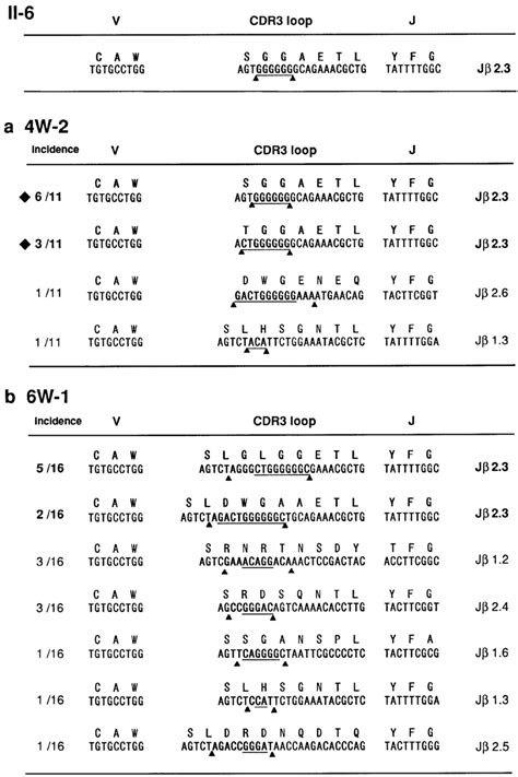 Structure At The Cdr3 Region Of The V β 14 Tcr Expressed In The Gastric Download Scientific