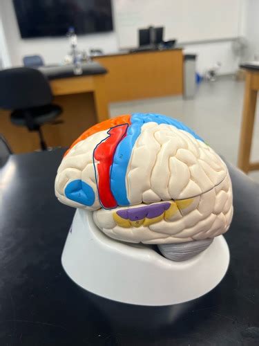 Colored Brain Model Flashcards Quizlet