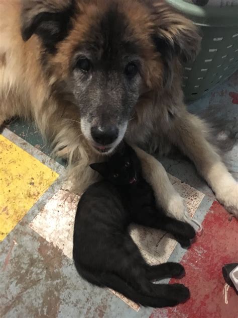 A Few Years Old But This Is Pooka Kitty And Pippi Pupper