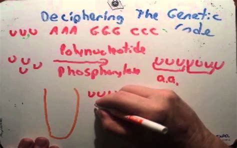 Deciphering The Genetic Code Youtube