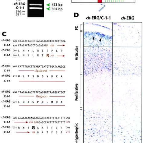 Cloning And Analyses Of C 1 1 And Ch Erg A Electrophoretic Pattern