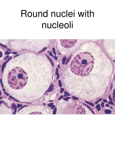 Ppt Cytology General Structure Of The Cell Superficial Complex Powerpoint Presentation