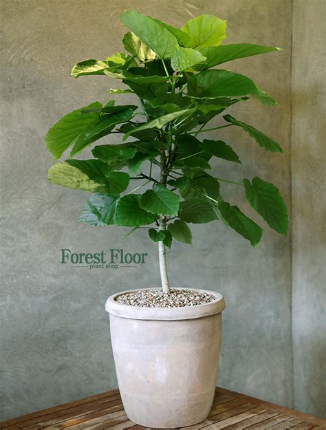 [단품] 휘카스 움베르타 대 고무나무 공기정화식물 빈티지토분 거실화분