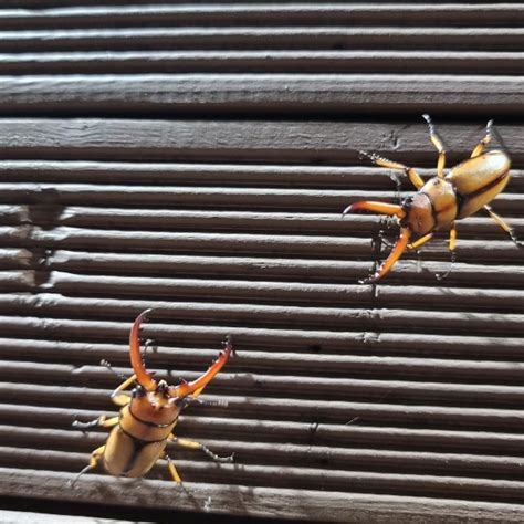 두점박이사슴벌레