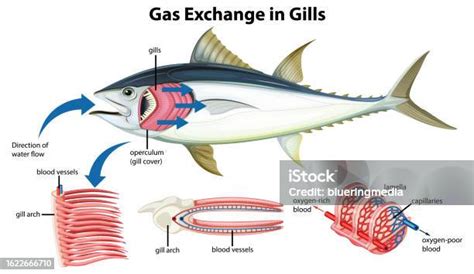 벡터 만화 스타일의 물고기 내부 해부학 다이어그램 연구 공부에 대한 스톡 벡터 아트 및 기타 이미지 공부 과학 교육 Istock