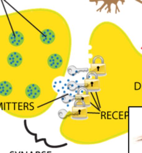 Chapter Psych Flashcards Quizlet
