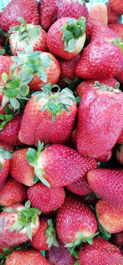 สตอเบอรี่ Freshlyfoods Thailand