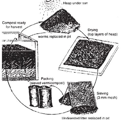 12 Harvesting Of Vermicompost Download Scientific Diagram