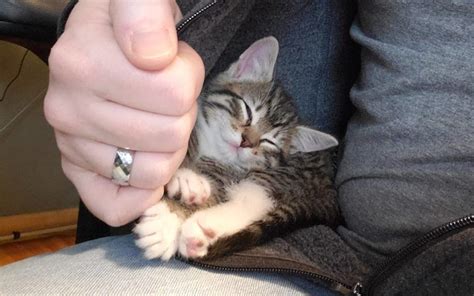 15 очень маленьких и миленьких котят Питомцы Mail