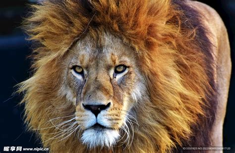狮子摄影图 野生动物 生物世界 摄影图库 昵图网