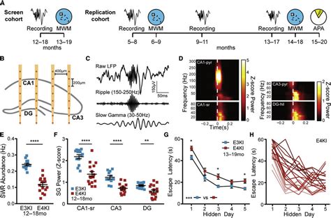 Aged Apoe4 Ki Mice Show Swr Deficits And Spatial Approach Task