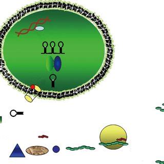 MicroRNA Biogenesis RISC RNA Induced Silencing Complex TRBP HIV 1 Download Scientific