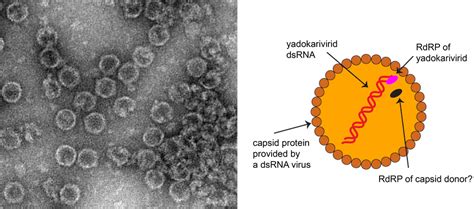 New Report Chapter Yadokariviridae Ictv