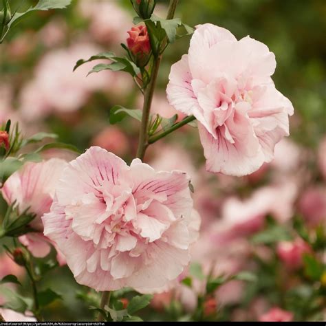 Hibiskus Syryjski Pink Chiffon Duże Różowe Podwójne Kwiaty Hibiscus