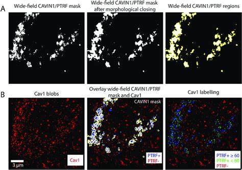 the process of obtaining the class labels for the cav1 blobs using