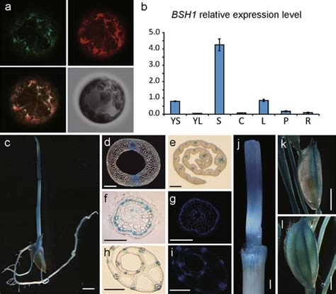 Subcelluar Localization And Expression Pattern Of Bsh1 A Tobacco Leaf Subcelluar Localization And Expression Pattern Of Bsh1 A Tobacco Leaf