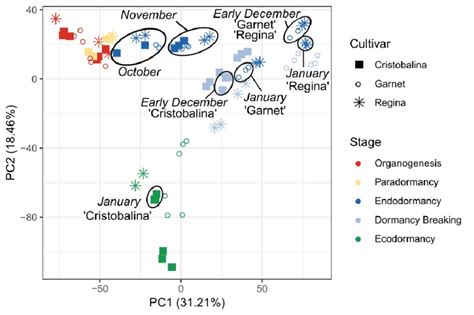 separation of samples by dormancy stage and cultivar using