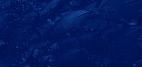 Lightning Whelk Mote Marine Laboratory And Aquarium