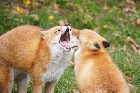 Лиса орёт живность фэндомы картинки гифки прикольные комиксы интересные статьи по