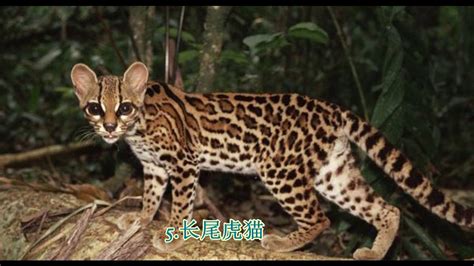10種最稀有的貓科動物 Youtube
