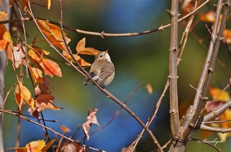 望遠狂の鳥見日記 今年も会えました
