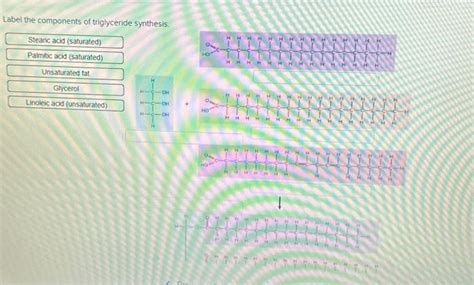 Solved Label The Components Of Triglyceride Synthesis