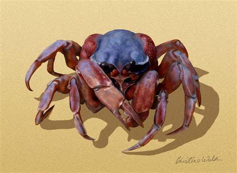 Soldier Crab By Chrissie1057 On Deviantart
