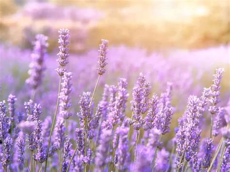 Can Lavender Grow In Shade