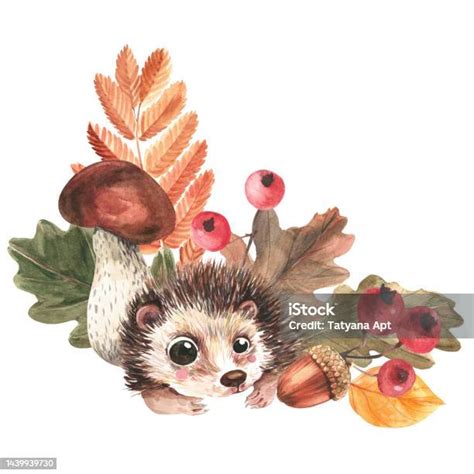 고슴도치 버섯 낙엽 붉은 열매 및 도토리의 코너 구성 격리 수채화 그림입니다 고슴도치에 대한 스톡 벡터 아트 및 기타 이미지 고슴도치 귀여운 수채화 Istock