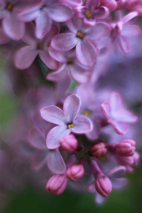 라일락 꽃 Pixabay의 무료 사진