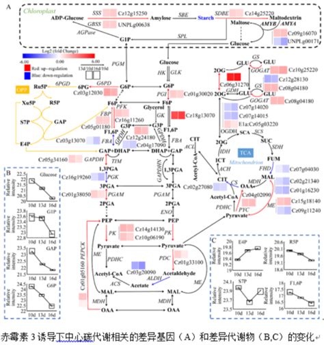 水生所揭示赤霉素3对异养佐夫色绿藻虾青素合成的调控机制 中国科学院水生生物研究所