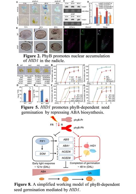 The Noncoding Rna Hidden Treasure 1 Promotes Ph
