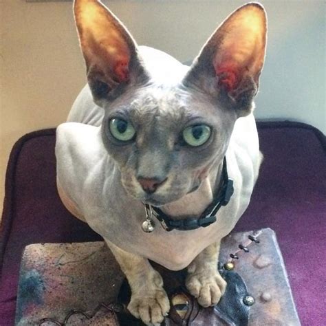 A Reference Photo Of Cooper Aka Goblin Son The Hairless Cat Loafing On