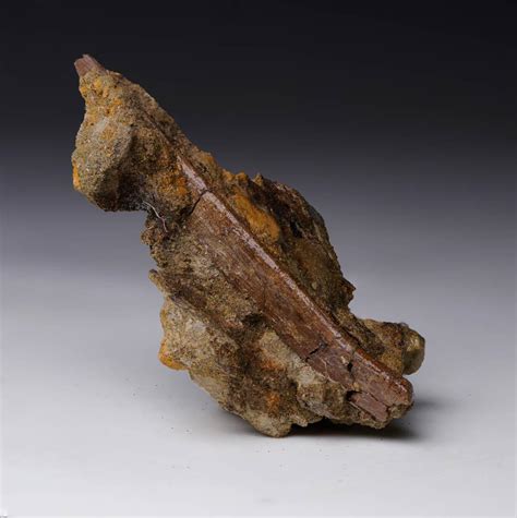 Raptor Rib Fossil In Matrix Astro West