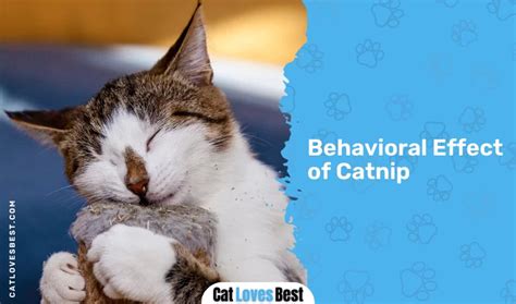 At What Age Can Cats Have Catnip Lets Find Out