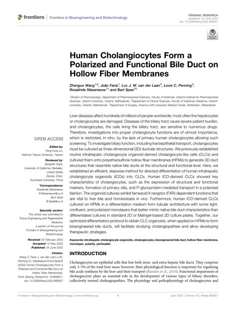 Pdf Human Cholangiocytes Form A Polarized And Functional Bile Duct On