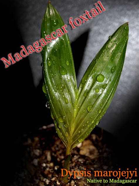 マダガスカル フォックステールパーム Dypsis Marojejyi Madagascar Foxtail Palm 苗 販売店