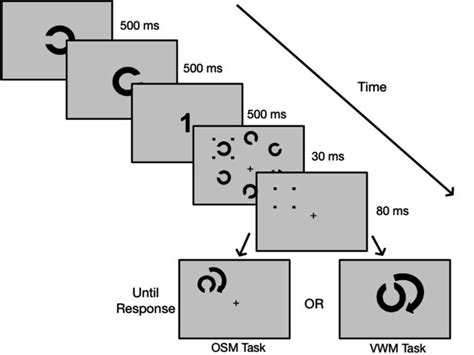 example trial sequence matching condition participants saw two large