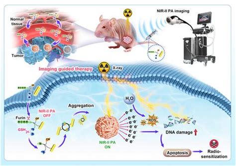 生物标志物诱导的金聚集体实现可激活的近红外 Ii 光声图像引导放射增敏 Aggregate X Mol