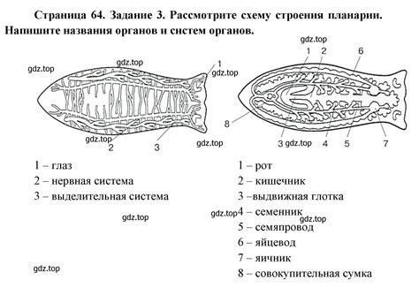 номер 3 (страница 64) гдз по биологии 8 класс Суматохин, Пасечник ...