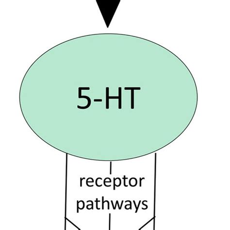 Conceptual Diagram Illustrating How Behavioral State Modulates The Download Scientific Diagram