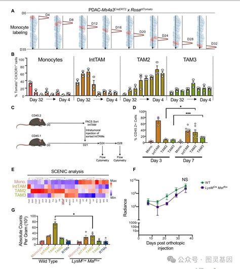 Sci Immu 单核细胞转肿瘤相关巨噬细胞：时间和位置是关键 知乎