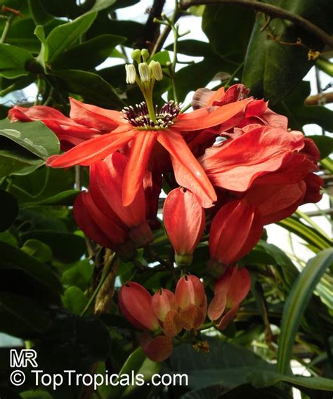 Passiflora Racemosa Red Passion Flower This Species Among The Most Ornamental Of The Genus